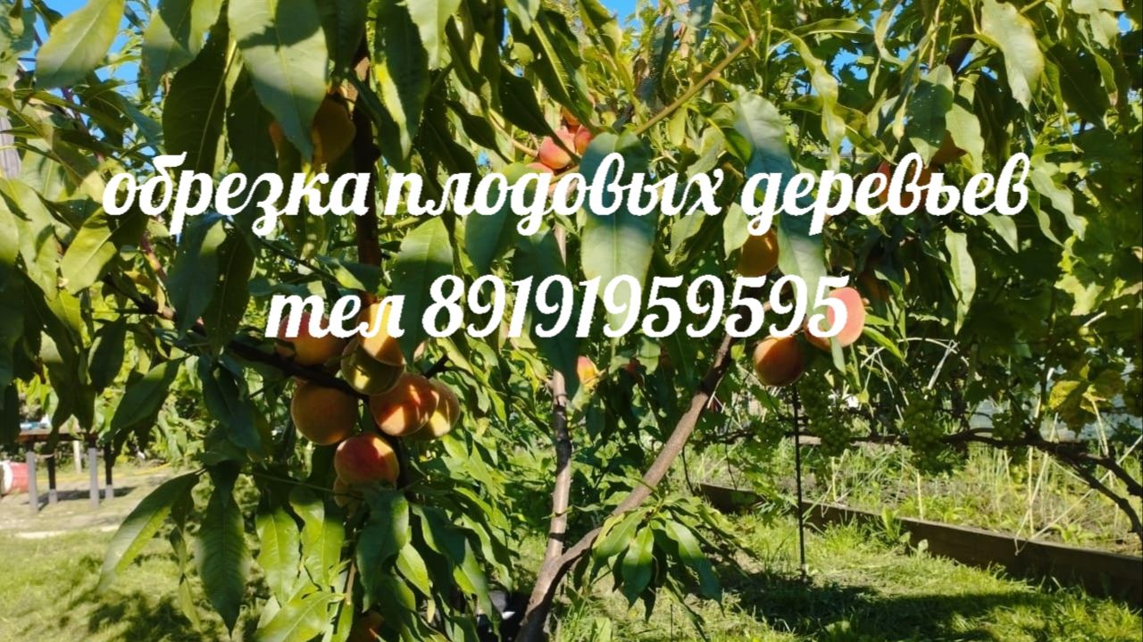 Обрезка , нектарин месомбрине .