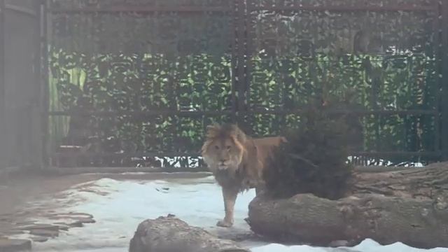 11.03.26г Шумные семейные разборки ШЕРханаКиара на весь зоопарк отвечает 0мин32