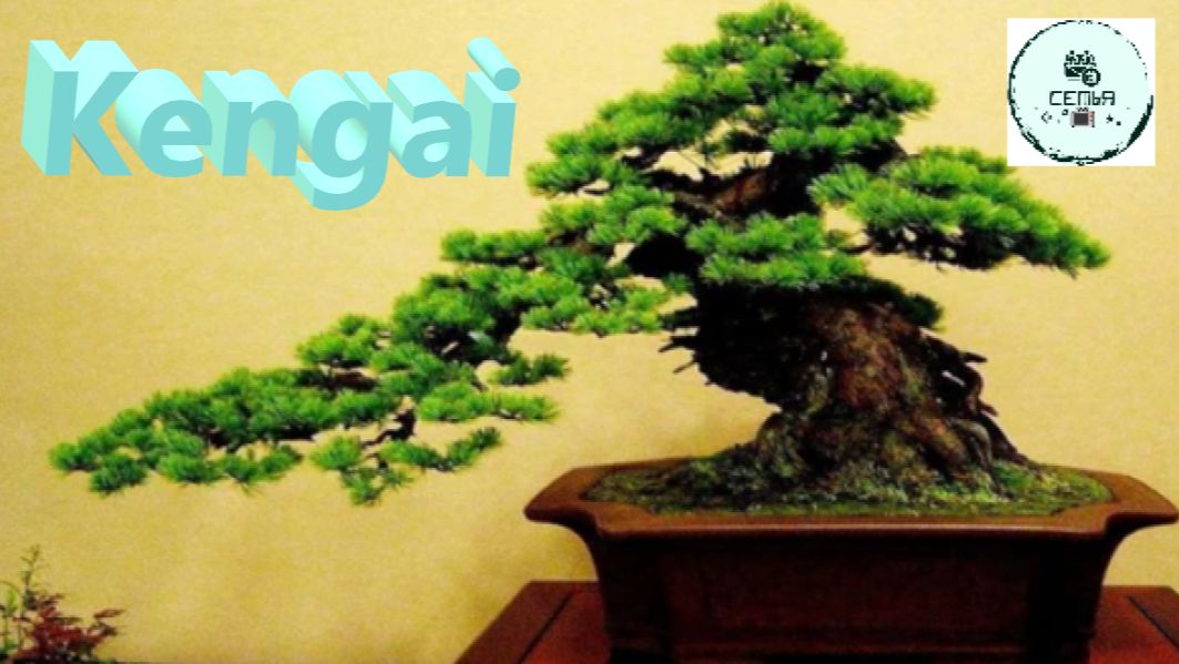 БОНСАЙ В СТИЛИ КЕНГАЙ (Kengai) СТИЛЬ ВОДОПАДА