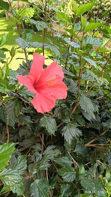 Турция Каргыджак, Konak Seaside Homes, на территории комплекса.