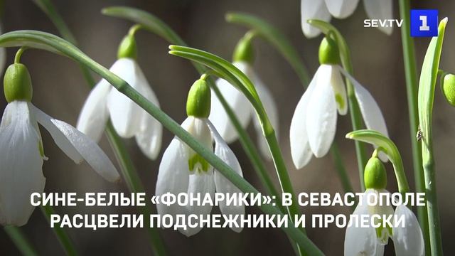 Сини-белые «фонарики»: в Севастополе расцвели подснежники и пролески