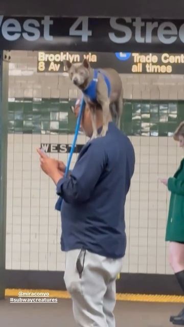 Когда боишься замочить лапы...