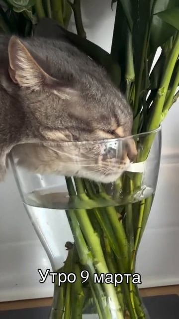 Утро понедельника 😺