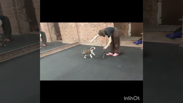 Сахарок 3 месяца. Ждет своего человека.