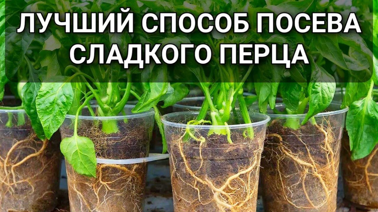 Я испортил кучу рассады ПЕРЦА пока не узнал про этот способ пикировки рассады перца 🌶️🌱