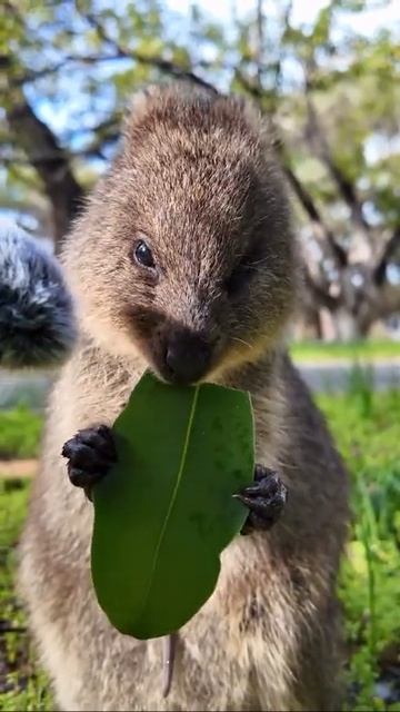 Аппетитное чавканье