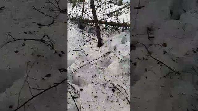 Прогулка по весенней тайге