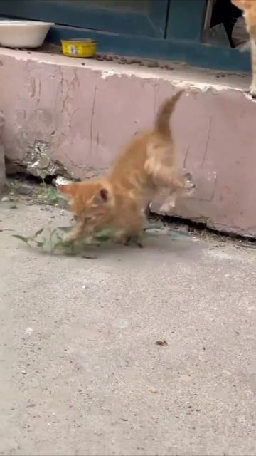 Смешные коты #114-8