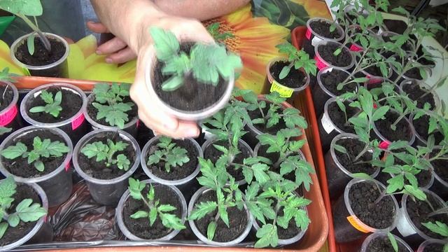 ПОСЕВЫ 2026-73.  Нужно ли удалять листья у Томатных Гномов при пикировке? Ответ на вопрос