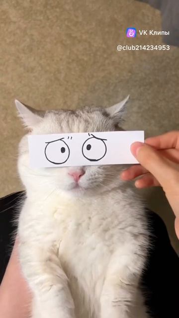 взгляд кота