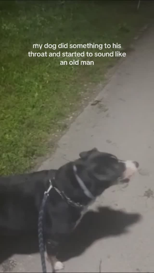 10 странных  собачьих звуков