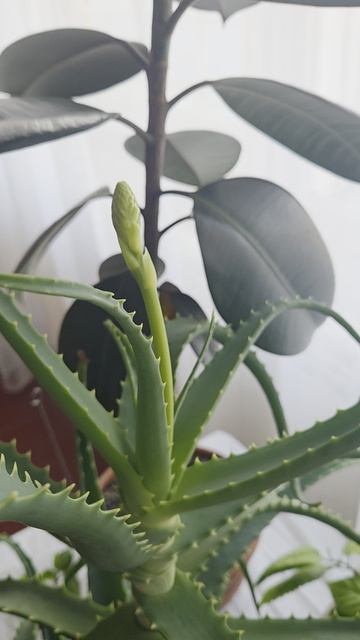 Алое цветёт 2026