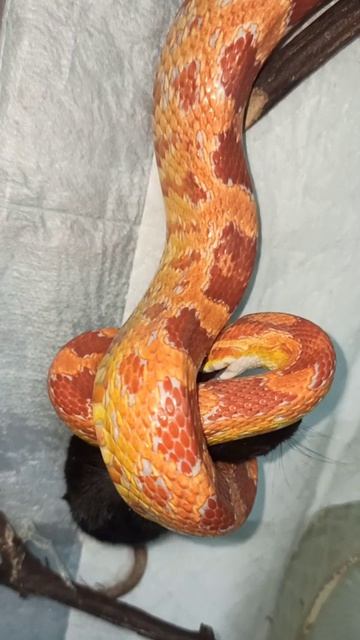 Кормление Бахиды. 10 марта 2026 г.