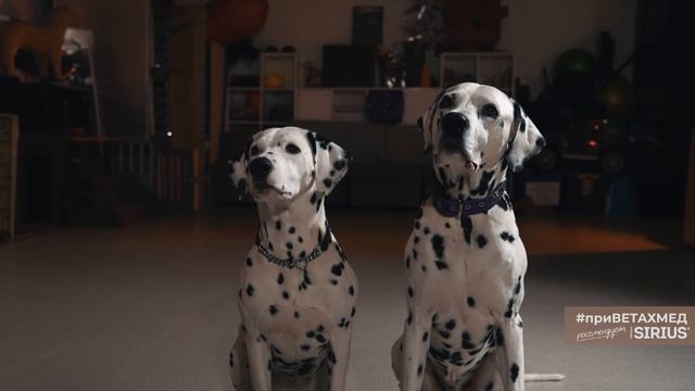 Выбираем щенка далматина // #приВЕТАХМЕД