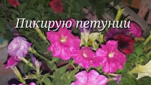 2283. Рассадный 2026. Пикирую петунию и другие растишки 13.03.26.