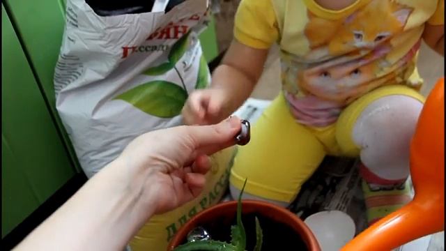 ВЛОГ МАЛЕНЬКИЙ САДОВНИК Сажаем Цветок Новые тарелочки