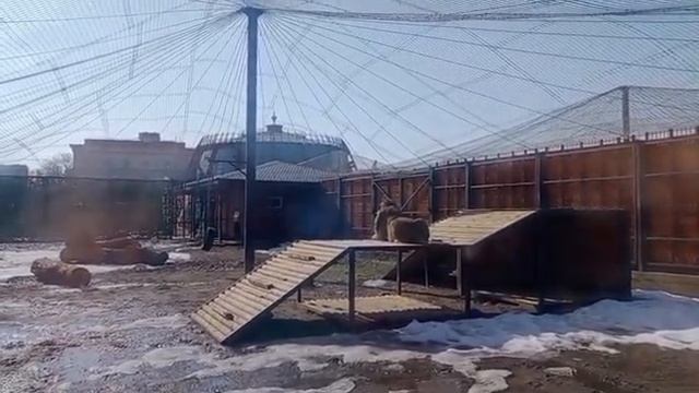 13.03.2026г Иван у ШЕРхана Шерхан в ожидании обеда