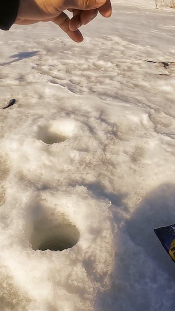 Укроп + ручейник = батоны