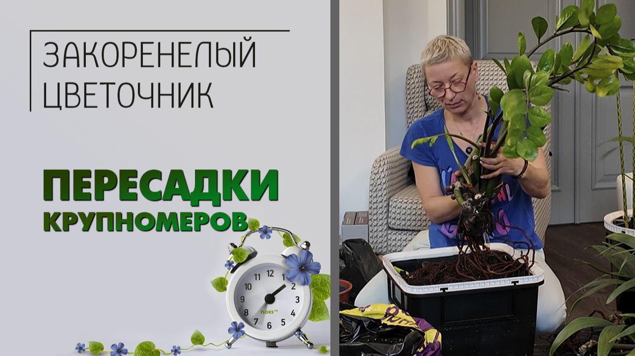 ПЕРЕСАДКИ: озеленение квартиры в Москве. Пересаживаем пальмы и приводим в чувство замиокулькас.