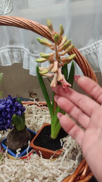 12-03-2026 Гиацинт и картина