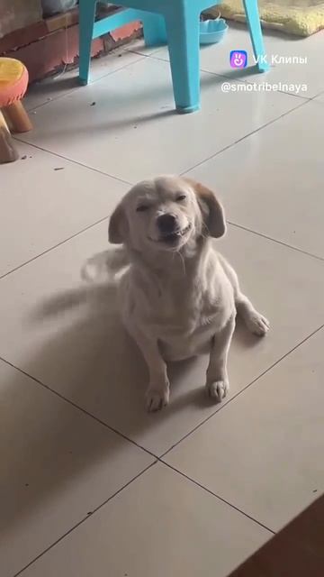 собака улыбка