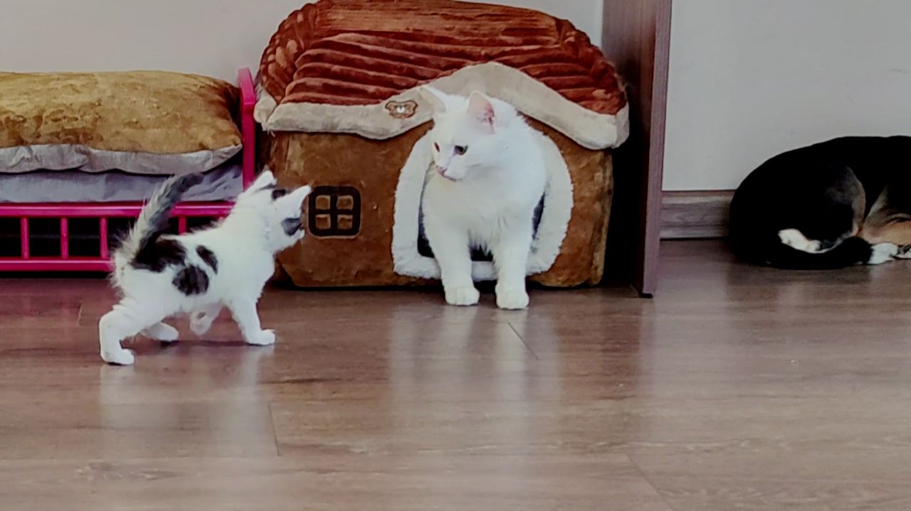 Мама-кошка разговаривает со своими очаровательными котятами. Коллекция. Котята весело играют.