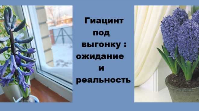 Зацвел гиацинт под выгонку на подоконнике - картина грустная