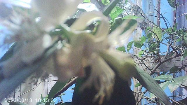 Обзор: "Цветок одного из комнатных горшечных деревьев"