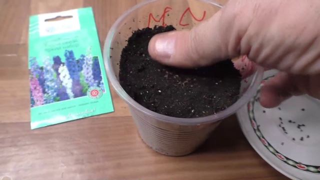 Первые всходы дельфиниума на рассаду