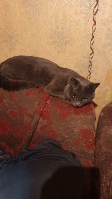 Кот Атос любит внимательно наблюдать. #shorts #котатос #животные #коты #атос