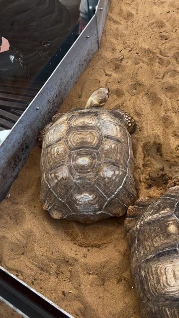 Африканские шпороносные черепахи в парке "Краснодар"