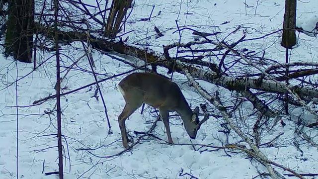 самец косули кормится зимой