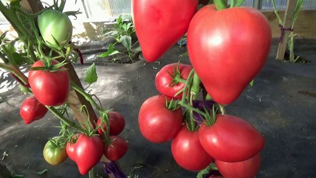 ПОСЕВЫ 2026-70. Этот минусинский томат выращиваю в теплице каждый год!