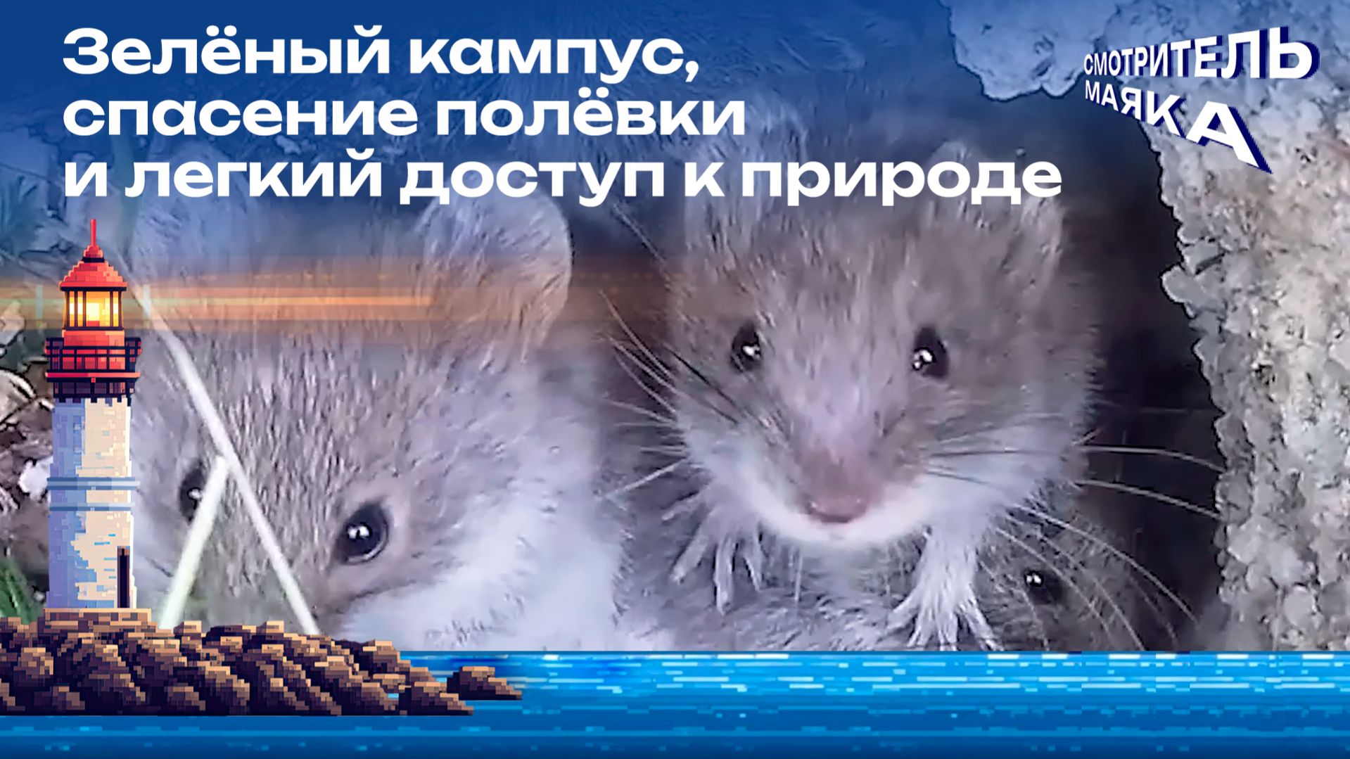 Зелёный кампус, спасение полёвки и легкий доступ к природе | Смотритель маяка с Романом Маякиным