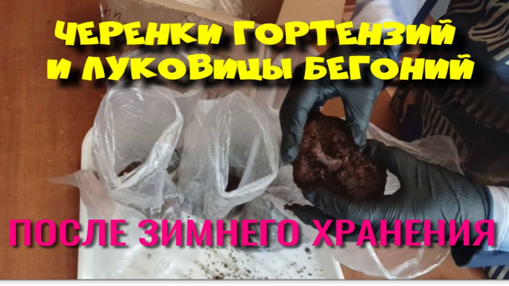 Черенки и луковицы после зимнего хранения. Как перезимовали?