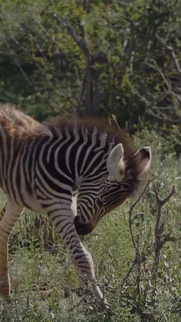 За минуты после рождения нужно уже учиться стоять и выживать