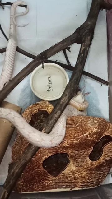 Кормление Карамельки. 10 марта 2026 г.