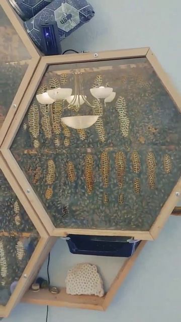 Аквариумы и кормушки для слабаков