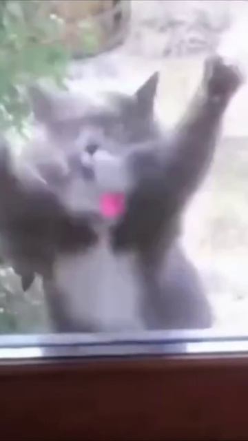 Смешные коты #114-10