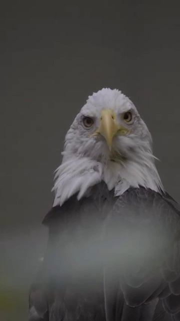 Белоголового орлана легко узнать по контрастной окраске