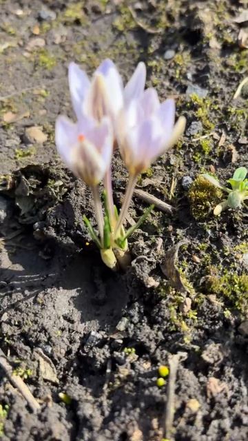 ДНР. Харцызск. 12.03.2026. Первые крокусы