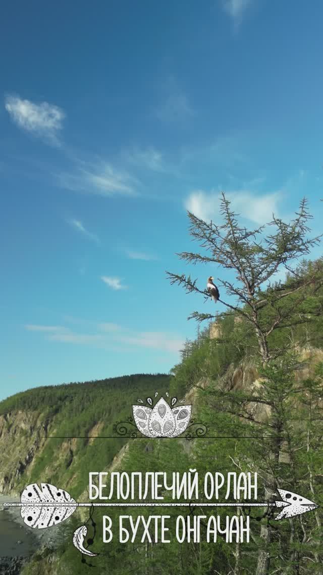 Белоплечий орлан в бухте Онгачан