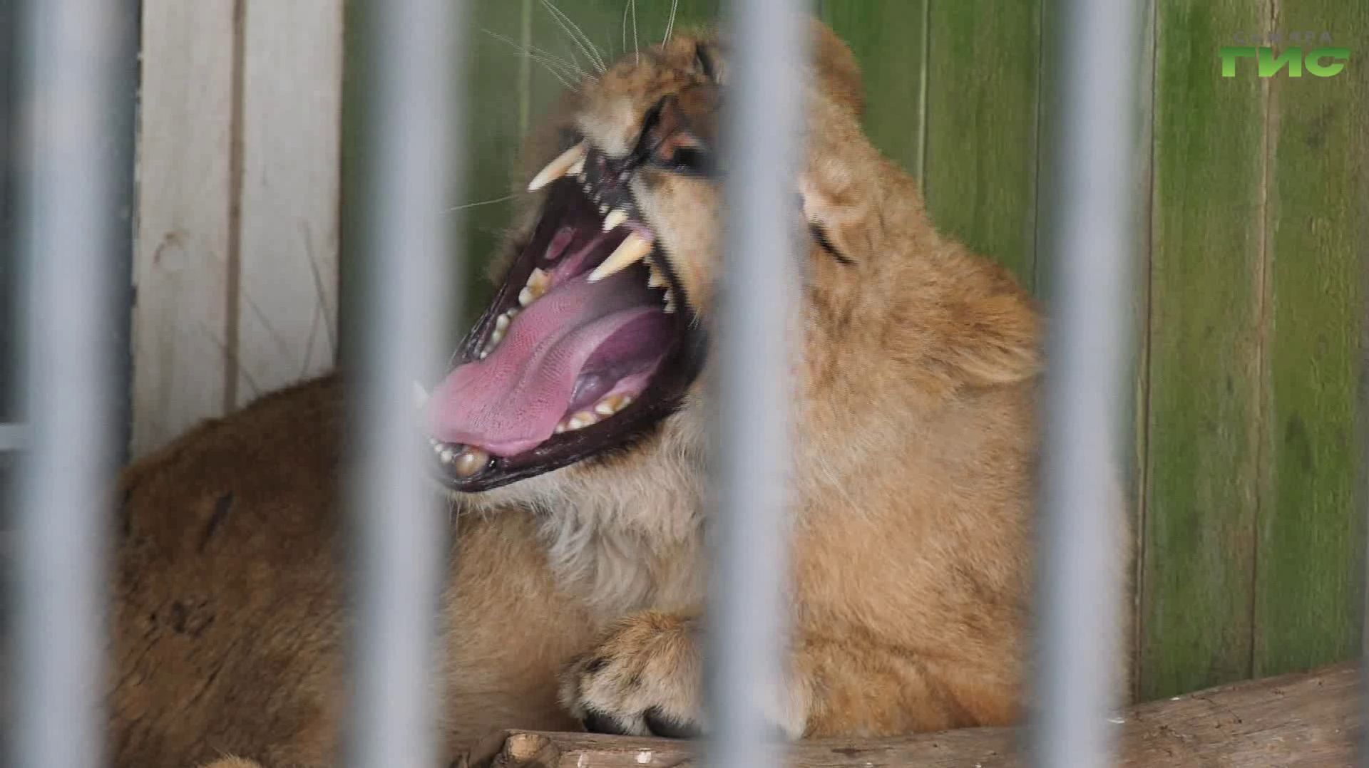 Львица Сабрина стала новым обитателем Самарского зоопарка