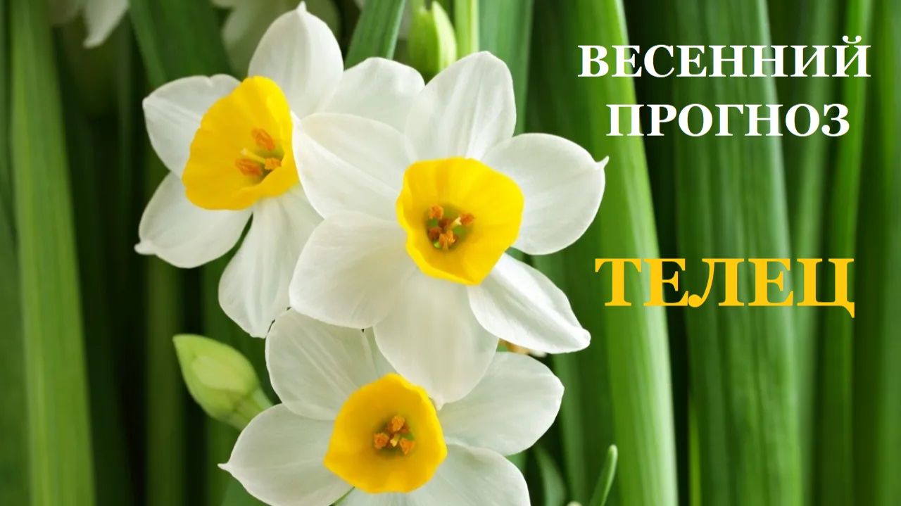 ВЕСЕННИЙ ПРОГНОЗ ДЛЯ ТЕЛЬЦА