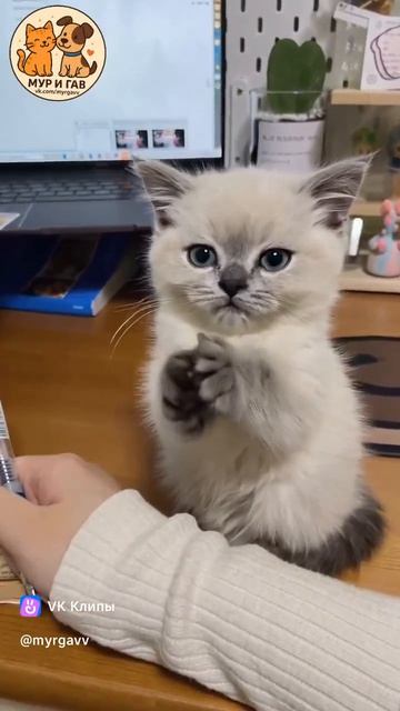 котёнок хочет играть