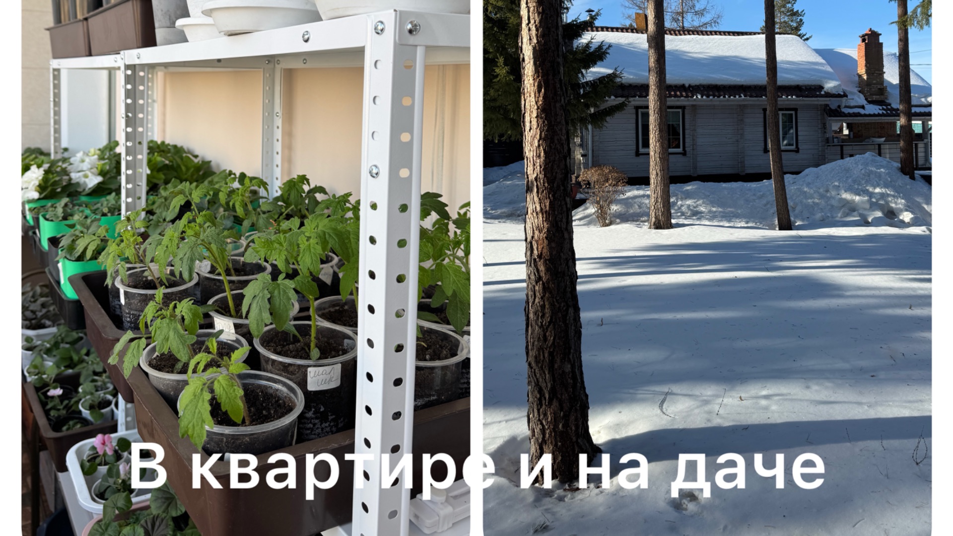 Рассада на балконе. Что удалось сделать в теплицах 13 марта