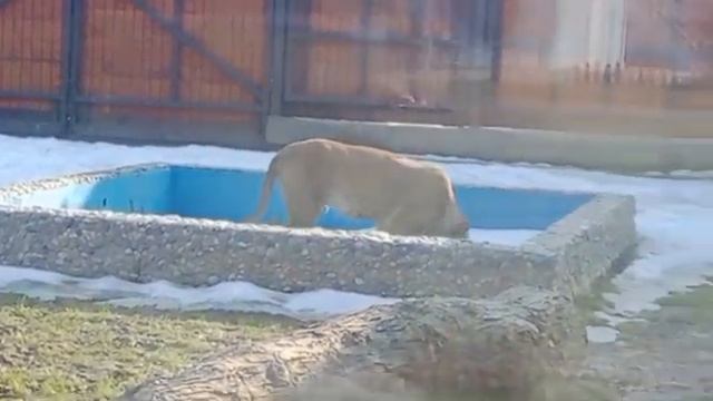 13.03.2026г Киара прогуливается по вольеру Отличная погода