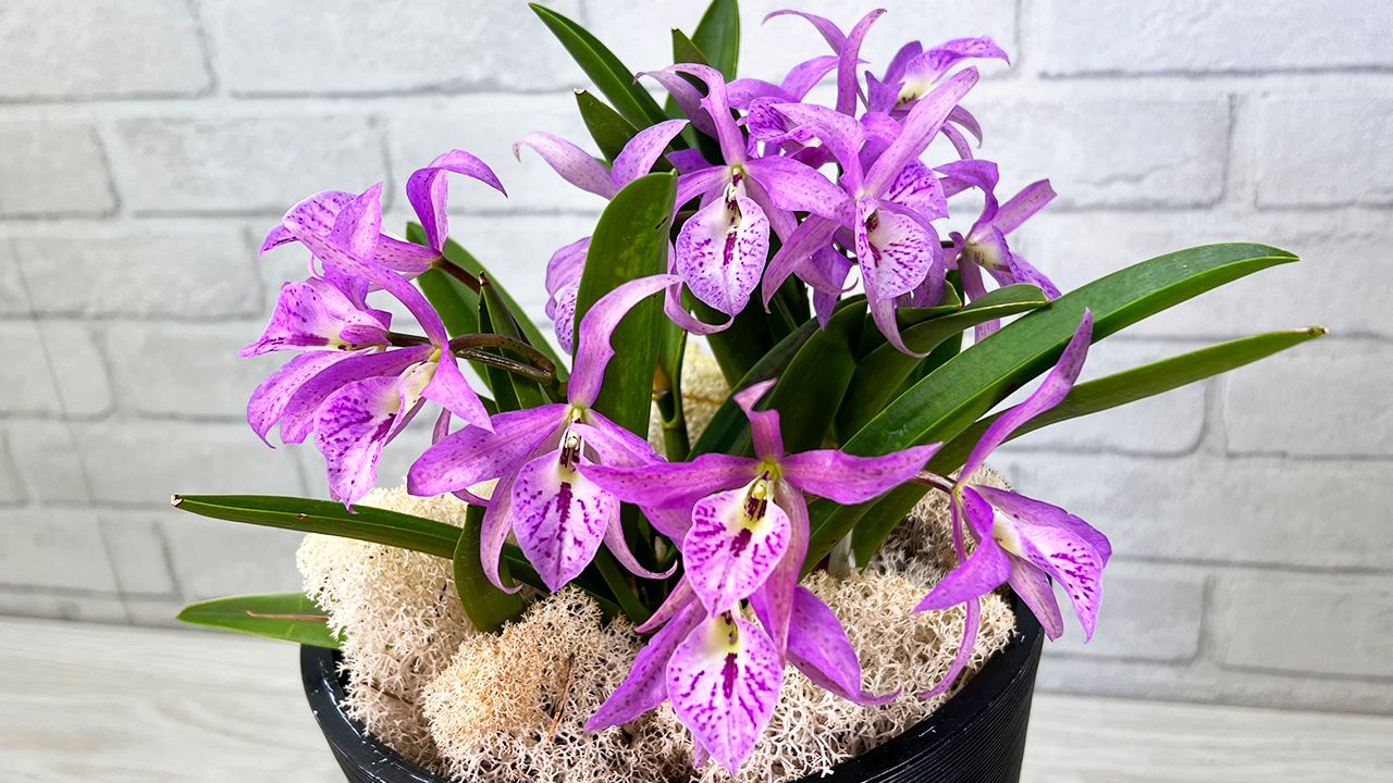 Цветение орхидей весной. Немного про ягель.