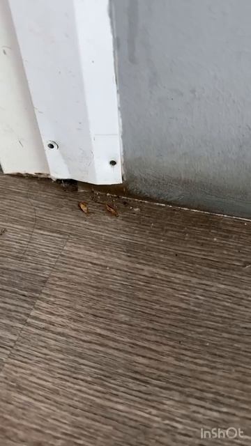 Уничтожение тараканов!