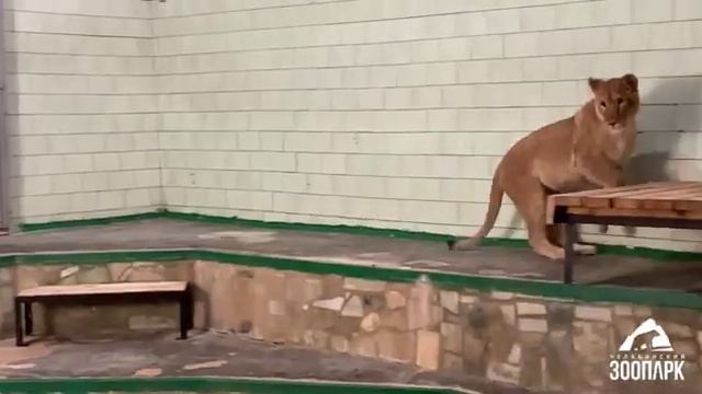 Второе львиное свидание Север-Алай и Киара One Love animals lion onelove челябинск [get.gt]